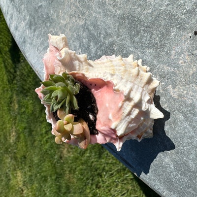 Imperial Volute Conch Shell Horn Spikes Unique Large Display Seashell ...