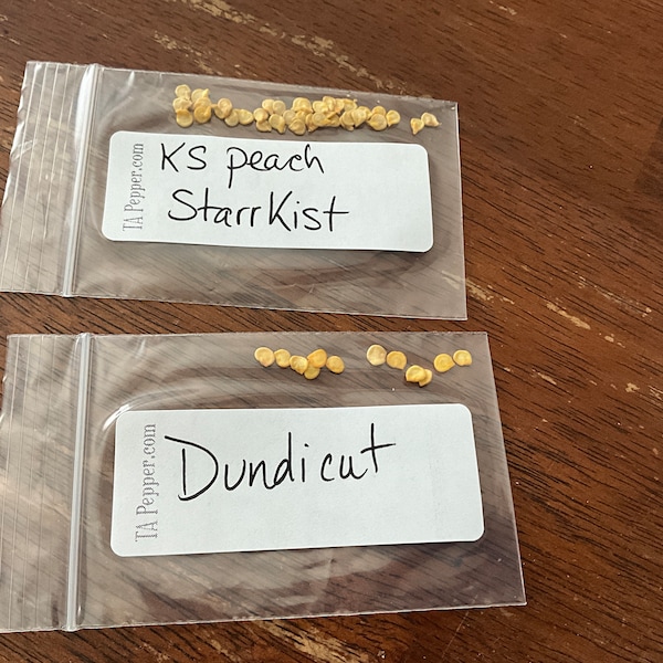 25+ Dundicut Pepper Seeds -isolated -padded Envelope Shipping, Tracking ...