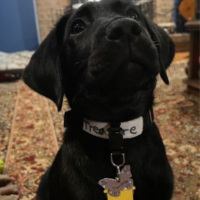 Pet ID Tag Swarovski Butterfly Dog Tag Rhinestone Gems Dog - Etsy