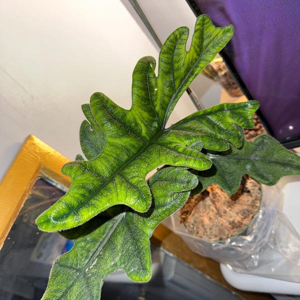 Mican Philodendron Velvet Leaf Philo Indoor & Outdoor Live Tropical ...