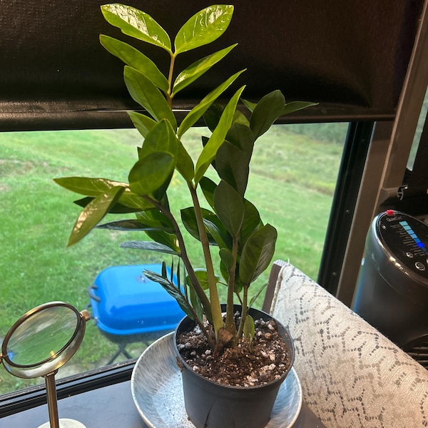 Green Zz Plant - Zamioculcas Zamiifolia Plant in a Pot - Rare Indoor ...