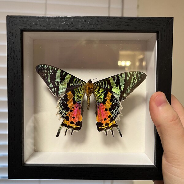 13 Butterflies in Transparent Shadow Box Floating Frame - Etsy