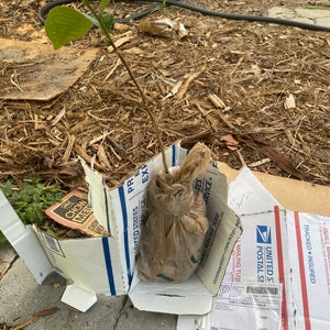 Pheasant Wood, Kassod senna Siamea Rare Hardwood Tree Live Plant - Etsy