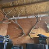 Metal Elk Shed Antler Wall Mount Display - Etsy