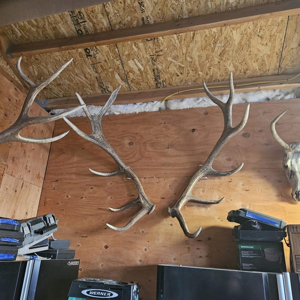 Metal Elk Shed Antler Wall Mount Display. Antler Not Included - Etsy