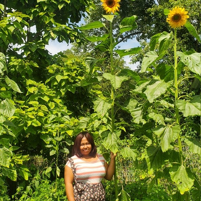 SUNFOREST SUNFLOWER MIX, Grow Fast Growing Sunflower Forest for Your ...