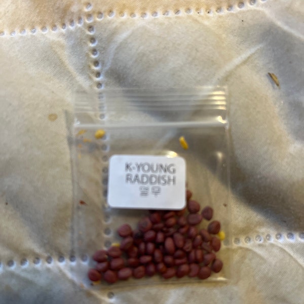 열무 Seeds (40+) Korean Young Radish Seeds - Etsy