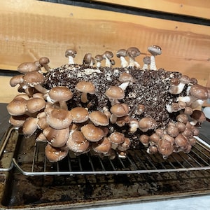 Shiitake Mushroom Growing Kit FREE SHIPPING - Etsy