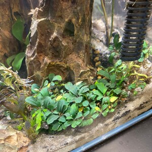 Bucephalandra Akantha Live Aquarium Plant - Etsy