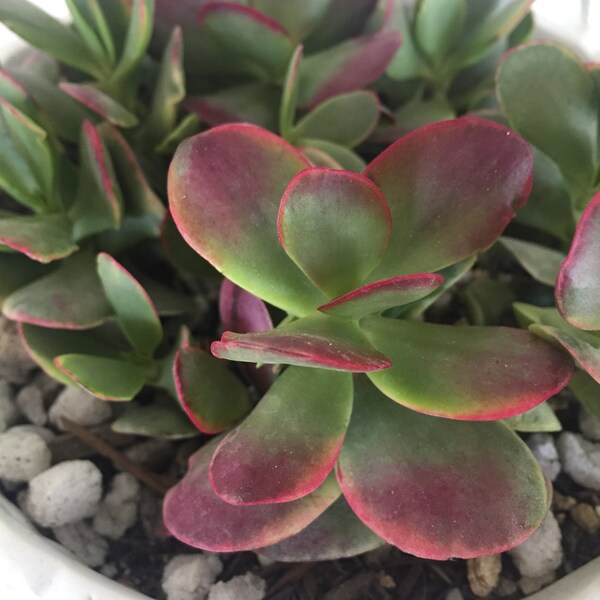 Large Succulent Plant Variegated Crassula Platyphylla. - Etsy