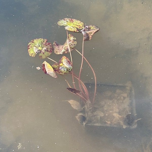 Large 6 Hydrocotyle Vulgaris Money Plant Copper Coin Plant Lucky Plant ...