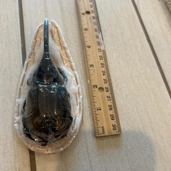 The GIANT Centipede (scolopendra Subspinipes) | Framed & Mounted ...