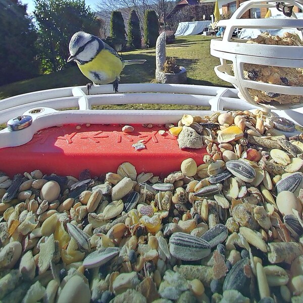 Deluxe Double Perch Add-on With Screw Mounts for Suet Ball & Bird Buddy ...