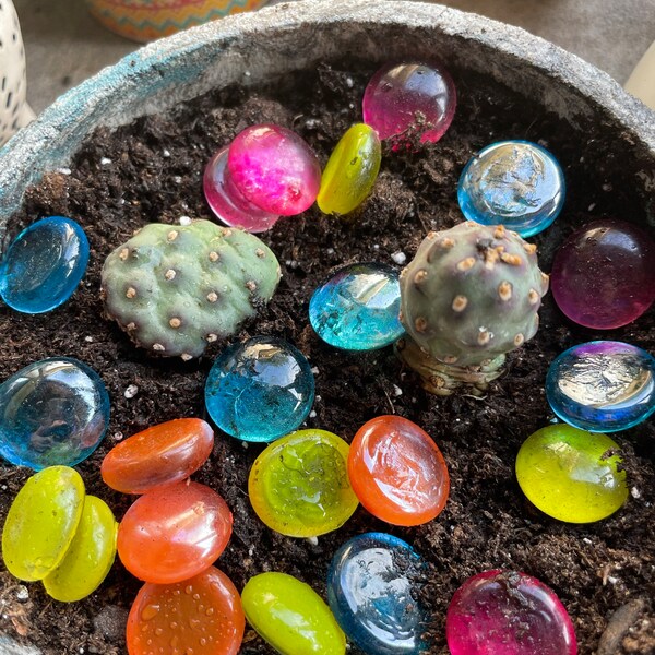 Opuntia Fragilis (potato Cactus) COLD HARDY CACTUS - Etsy