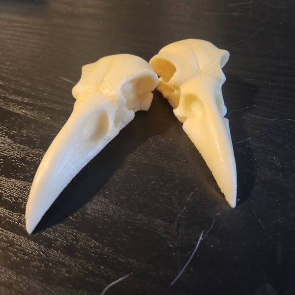 Foam Human Jawbone - Etsy