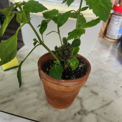 Tuberose Bulbs, Double Bloom, Polianthes Tuberosa, Rajanigandha ...