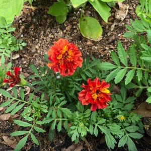 Zinnia Seeds Pepito Mix dwarf 264 - Etsy