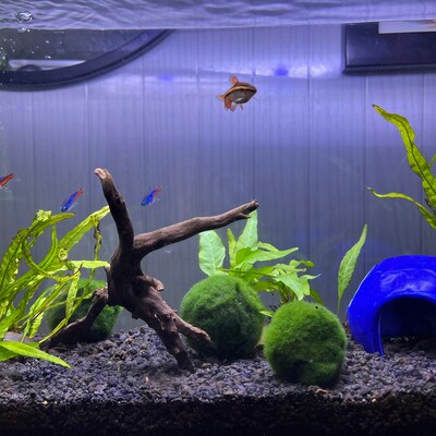 Small Fish Hide MADE TO ORDER Betta Fish Cave Small Aquarium Decor Fish ...