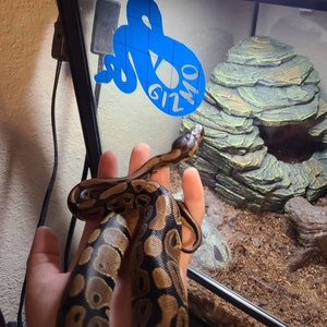 Customizable Name Ball Python Snake Vinyl Decal READ | Etsy