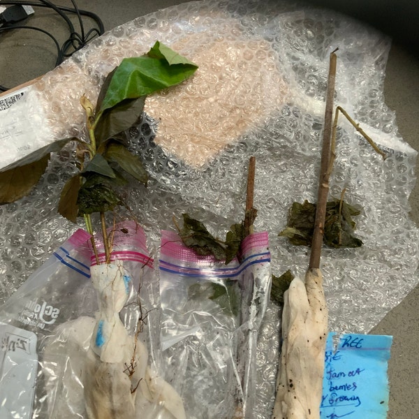 25 Four O'clock 'salmon Sunset' Mirabilis Jalapa Seeds "salmon Pink ...