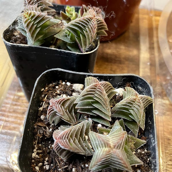 RARE | Crassula Tabularis Pagoda Village - Succulent Plant 2" Pot - Etsy