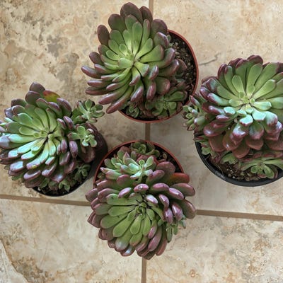 Euphorbia Trigona CV. Royal Red Rubra Cactus Rare Succulent Live Cacti ...