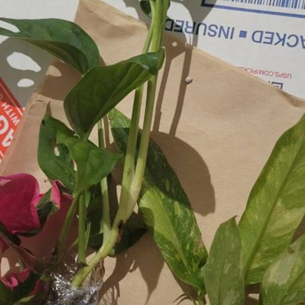 Alocasia Pink Princess Starter Plant ALL STARTER PLANTS Require You to ...