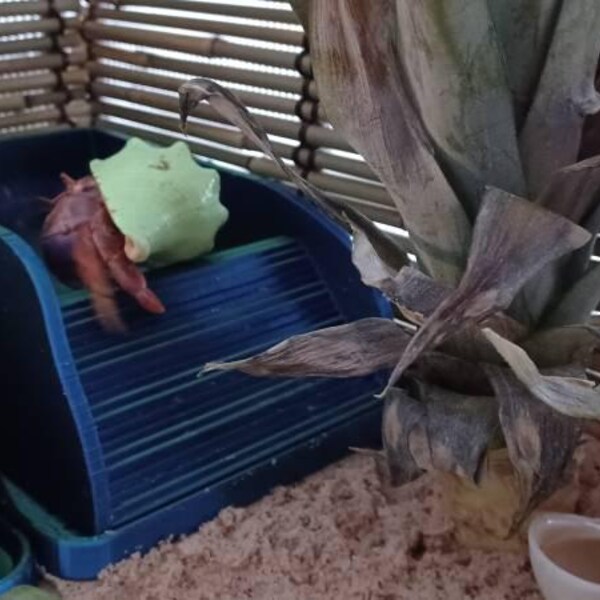 V6 Engine Ice Block | 3D Printed | Can Cooler - 6 Can + Ice Cooler ...