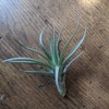Tillandsia Aeranthos Air Plant - Carnation of the Air - 30 Day Air ...