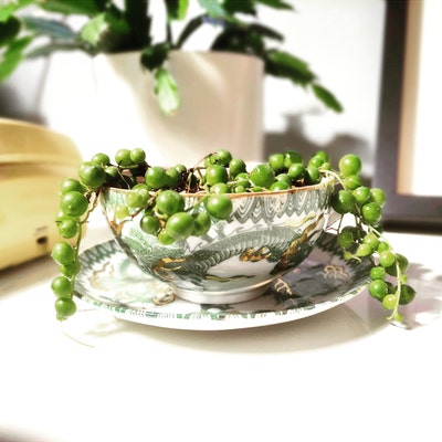 X3 / X2 Trailing Variegated Nepeta Plug Plants for Hanging - Etsy UK