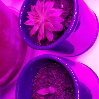 Venus Candle SCENTED NEW SILK Touch Woman Torso Candle, Body Candle ...