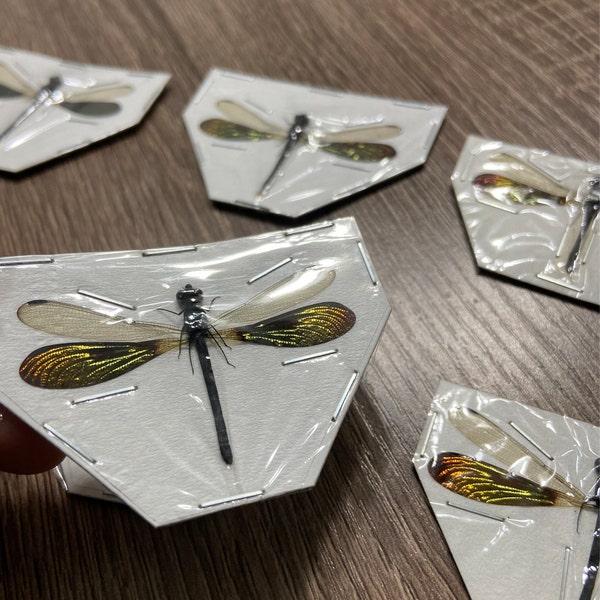 Gold Damselfly, Rhinocypha Anisoptera, Mounted (wings Spread ...