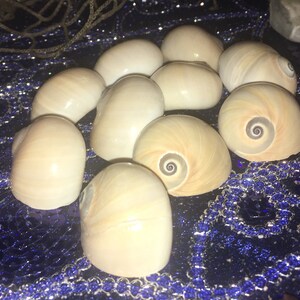 Astraea Calcar Shells Spurred Turban Shells 1/2 1 | Etsy