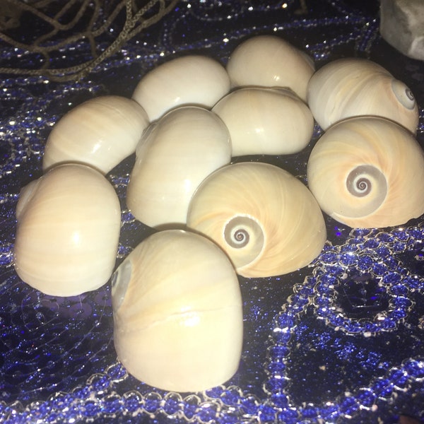 Shark Eye Shells, Moon Shells (apx 1.25 - 2") | 10 Pieces - Etsy