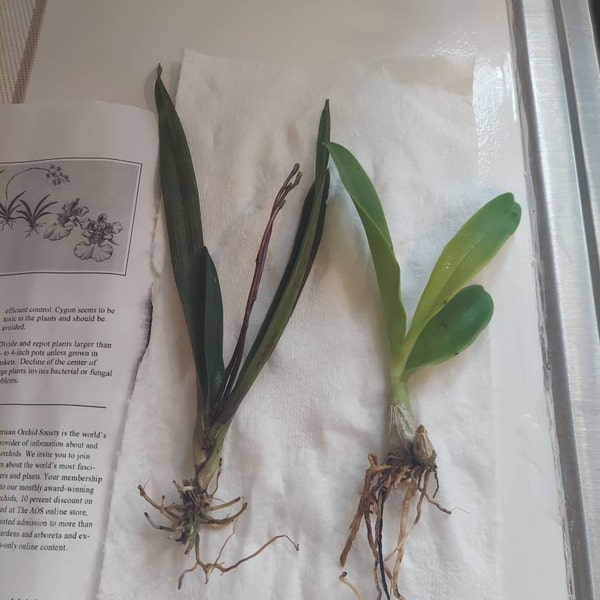 Mini Orchids - Rare - Perfect for Terrariums, Lonopsis, Mini Vandas ...