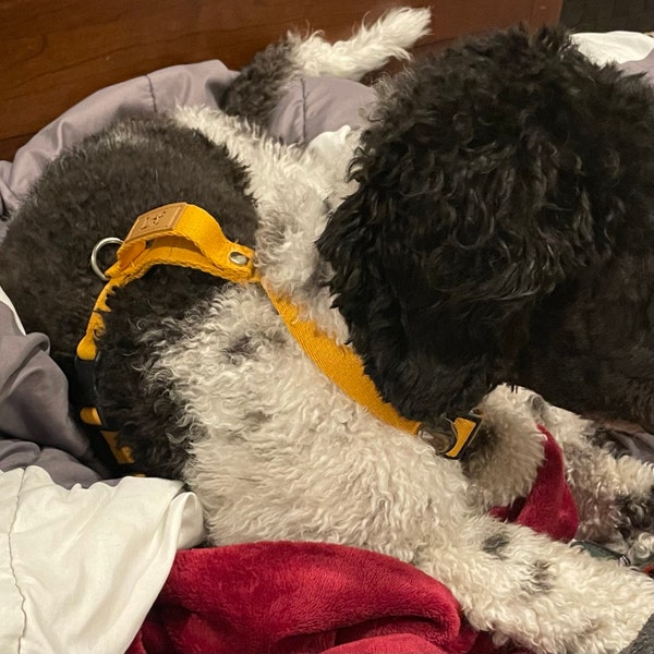 Lof Dog No Pull H-type Harness With Handle, Designed to Fit Dogs Body ...