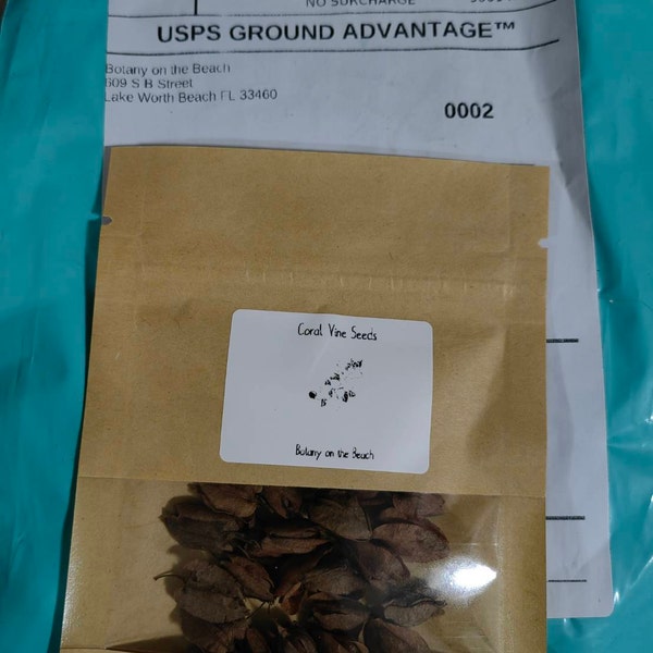 Pack of 100 Bidens Alba (spanish Needle) Seeds - Organic - Etsy