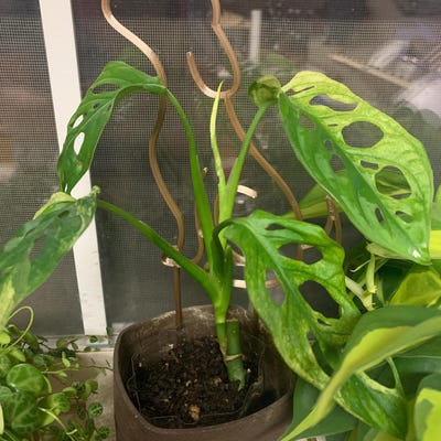 Fern Leaf Trellis for Climbing Plants 3D Printed Trellis for Indoor ...