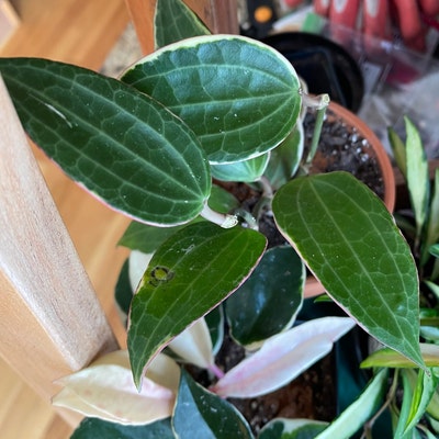 Ludochilus Sea Turtles Jewel Orchid - Etsy