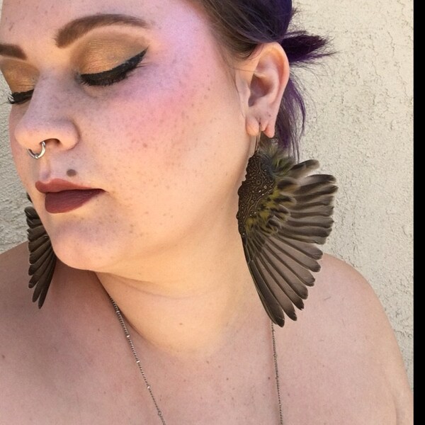 Taxidermy Bird Wings, Real Bird Wing, Chicken Wing, Partial Wing, 8 X 2 ...