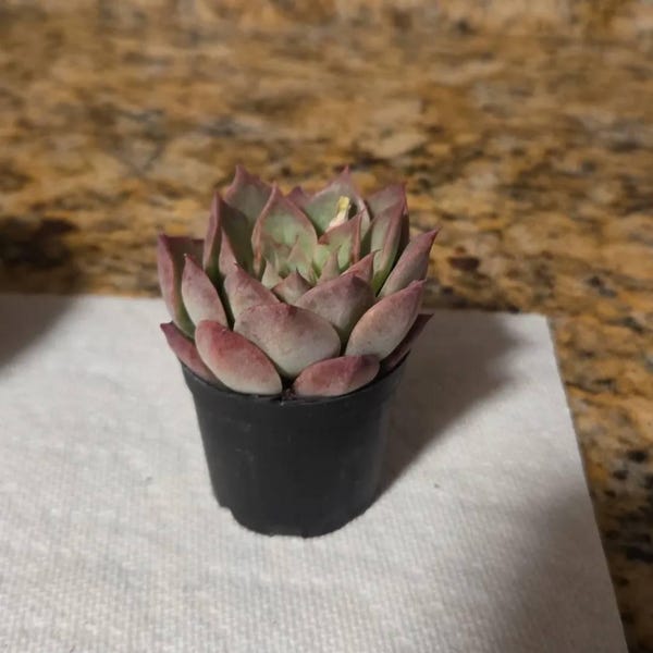 Echeveria Roca Rosette Succulent Plant, Rooted in 2'' Round Pot, Good ...