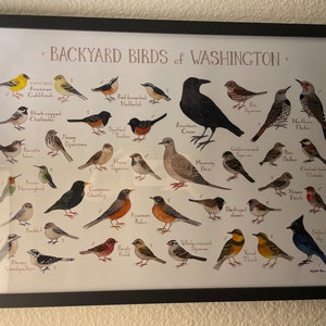 Oregon Backyard Birds Field Guide Art Print / Watercolor Painting Print ...