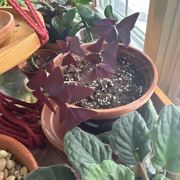 Purple Shamrock Bulbs! ~ Oxalis Triangularis ~ Easy to Grow ~ Thrives ...