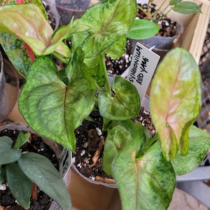 Syngonium Red Yami Starter Plant ALL STARTER PLANTS Require You to ...