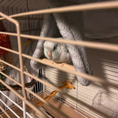 Handmade Cozy Bird Tent With a Perch. Perfect for Caiques - Etsy