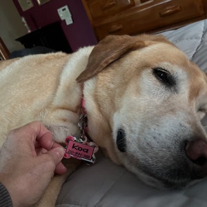 Pet ID Tag-new Large Pet Tag, 2x 1.25bone Tag. Personalized Dog, Pet ID ...