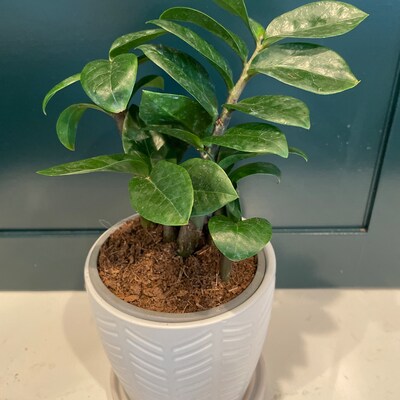 Zz Zenzi Plant zamioculcas Zamiifolia 4 Pot ALL PLANTS - Etsy