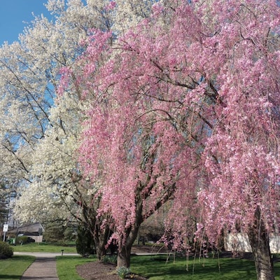 Rubik's Cube Face Mask, Rubik's Mask, Kids, Reversible, Reusable ...