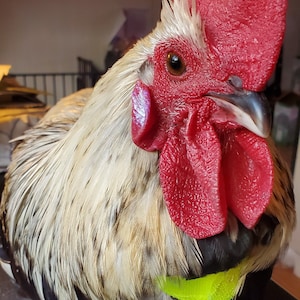 TURKEY SADDLE Adjustable Stag Protector Turkey Apron | Etsy