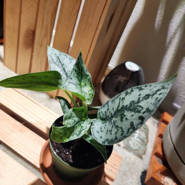 Silver Lady Pothos - Scindapsus Silver Lady - Silver Pothos Plant ...